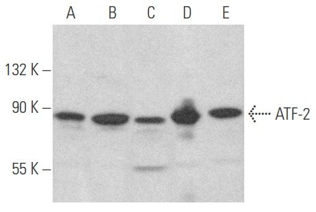 ATF-2 Antibody (F2BR-1) | SCBT - Santa Cruz Biotechnology