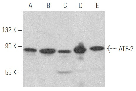 Anti-ATF-2 Antibody (F2BR-1) | SCBT - Santa Cruz Biotechnology