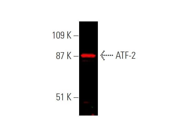 Anti-ATF-2 Antibody (F2BR-1) | SCBT - Santa Cruz Biotechnology