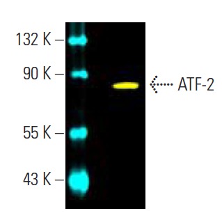 Anti-ATF-2 Antibody (F2BR-1) | SCBT - Santa Cruz Biotechnology
