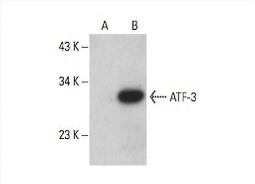 Anti-ATF-3 Antibody (A-8) | SCBT - Santa Cruz Biotechnology