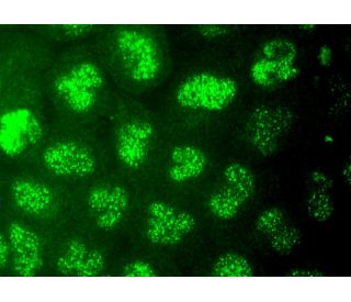 Anti-ATF-5 Antibody (E-10) | SCBT - Santa Cruz Biotechnology