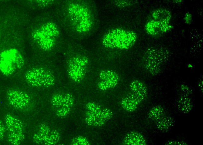 Anti-ATF-5 Antibody (E-10) | SCBT - Santa Cruz Biotechnology