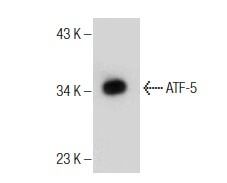 ATF-5抗体 (E-10) | SCBT - Santa Cruz Biotechnology