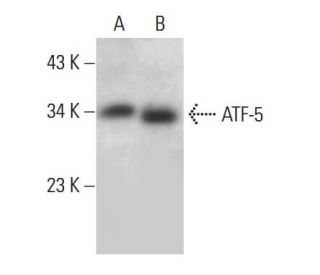 ATF-5 Antibody (E-10) - Western Blotting - Image 382631