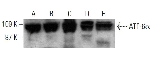 ATF-6α Antibody (H-280) | SCBT - Santa Cruz Biotechnology