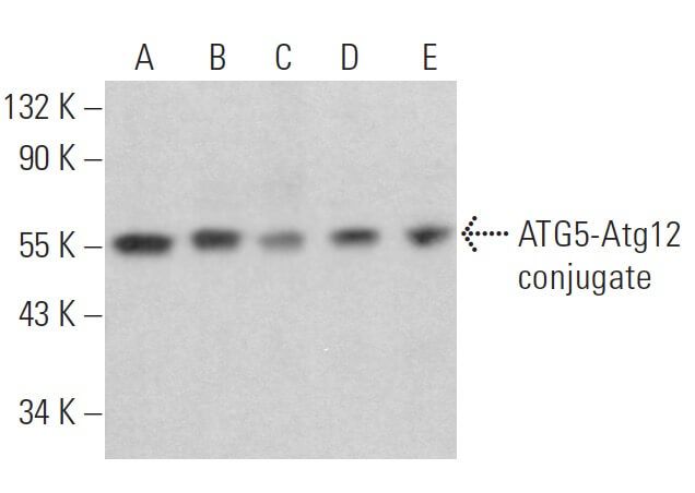 APG5/ATG5抗体 (C-1) | SCBT - Santa Cruz Biotechnology