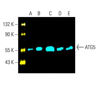 APG5/ATG5 Antibody (C-1) - Western Blotting - Image 402093