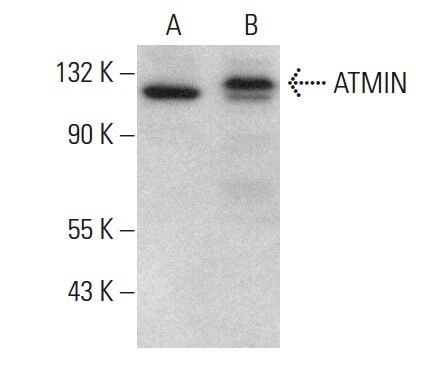 ATMIN Antibody (B-1) | SCBT - Santa Cruz Biotechnology