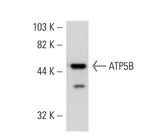 Anti-ATP5B Antibody (A-8) | SCBT - Santa Cruz Biotechnology