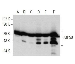Anti-ATP5B Antibody (A-8) | SCBT - Santa Cruz Biotechnology