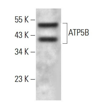 Anti-ATP5B Antibody (A-8) | SCBT - Santa Cruz Biotechnology