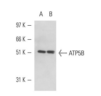 Anti-ATP5B Antibody (E-1) | SCBT - Santa Cruz Biotechnology