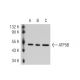 Anti-ATP5B Antibody (E-1) | SCBT - Santa Cruz Biotechnology