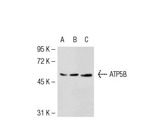 Anti-ATP5B Antibody (E-1) | SCBT - Santa Cruz Biotechnology