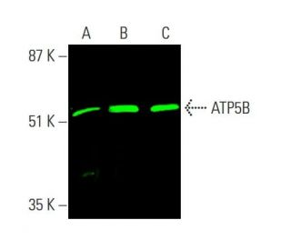 Anti-ATP5B Antibody (E-1) | SCBT - Santa Cruz Biotechnology