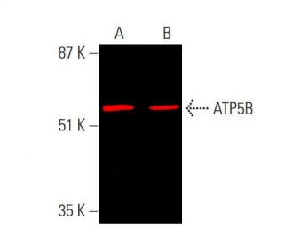 Anti-ATP5B Antibody (E-1) | SCBT - Santa Cruz Biotechnology