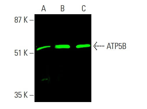 Anti-ATP5B Antibody (E-1) | SCBT - Santa Cruz Biotechnology