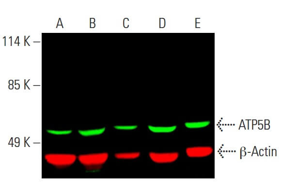 Anti-ATP5B Antibody (E-1) | SCBT - Santa Cruz Biotechnology
