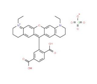 Atto 565 | SCBT - Santa Cruz Biotechnology