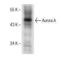 Aurora A Antibody (D-2) | SCBT - Santa Cruz Biotechnology