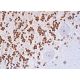 Avidin D-HRP | SCBT - Santa Cruz Biotechnology