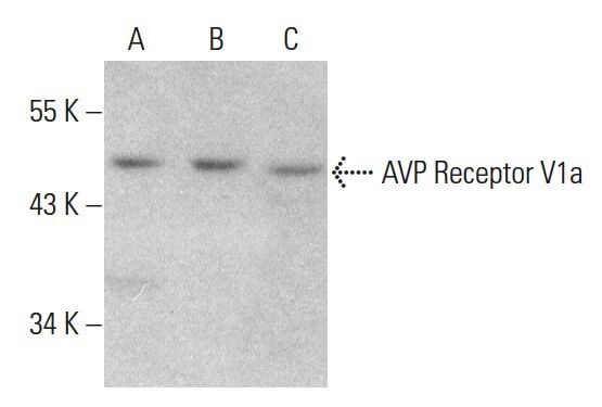 AVP Receptor V1a Antibody (721CT25.2.1) | SCBT - Santa Cruz Biotechnology