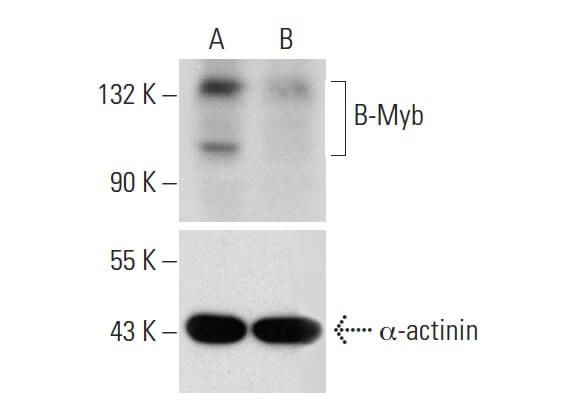 B-Myb抗体 (C-5) | SCBT - Santa Cruz Biotechnology