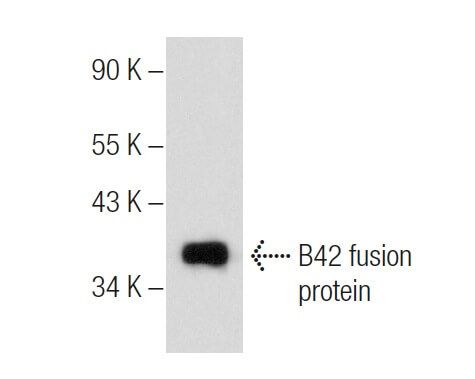 B42抗体 (E-2) | SCBT - Santa Cruz Biotechnology