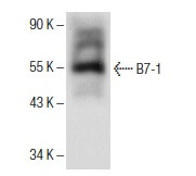Anti-B7-1 Antibody (F-7) | SCBT - Santa Cruz Biotechnology