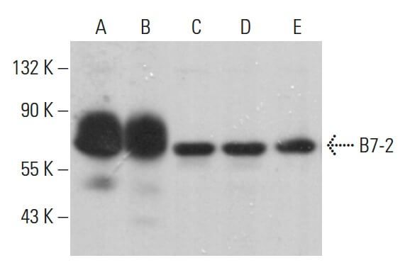 B7-2 Antibody (D-6) | SCBT - Santa Cruz Biotechnology