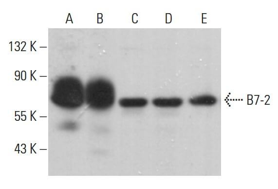 B7-2 Antibody (D-6) | SCBT - Santa Cruz Biotechnology