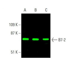 B7-2 Antibody (D-6) | SCBT - Santa Cruz Biotechnology