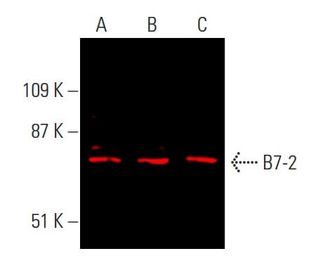 B7-2 Antibody (D-6) | SCBT - Santa Cruz Biotechnology
