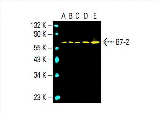 B7-2 Antibody (D-6) | SCBT - Santa Cruz Biotechnology