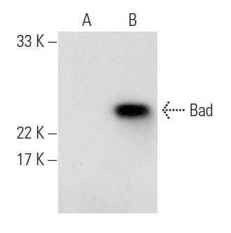 Anti-Bad Antibody (C-7) | SCBT - Santa Cruz Biotechnology