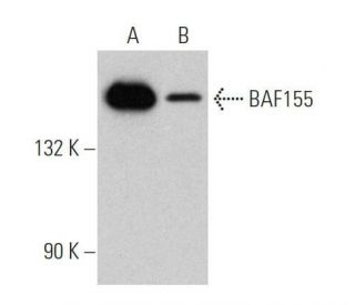 BAF155 Antibody (DXD7) - Western Blotting - Image 355301