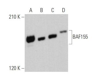 BAF155 Antibody (DXD7) - Western Blotting - Image 359669