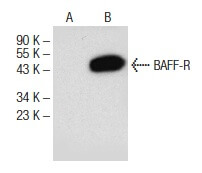BAFF-R Antibody (H-1) | SCBT - Santa Cruz Biotechnology