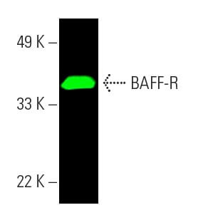 BAFF-R Antibody (H-1) | SCBT - Santa Cruz Biotechnology