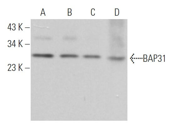 BAP31 Antibody (B-10) | SCBT - Santa Cruz Biotechnology