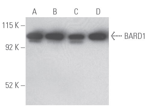 BARD1 Antibody (E-11) | SCBT - Santa Cruz Biotechnology