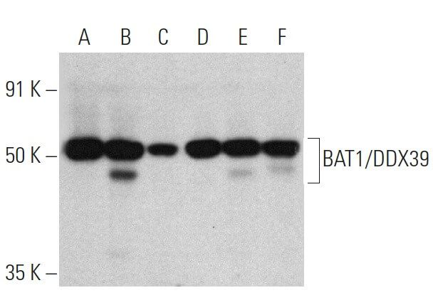 BAT1/DDX39 Antibody (H-6) | SCBT - Santa Cruz Biotechnology