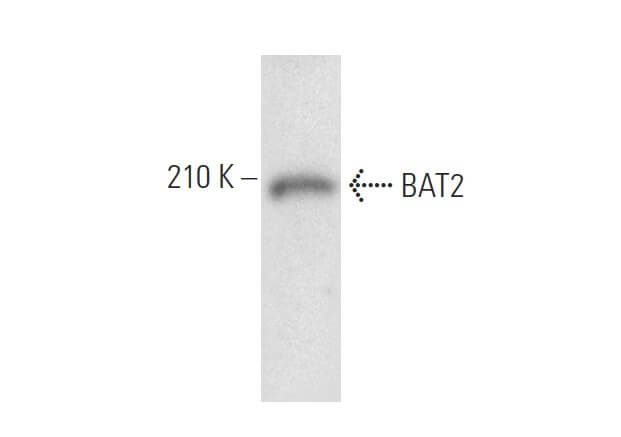BAT2抗体 (A-10) | SCBT - Santa Cruz Biotechnology
