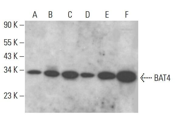 BAT4 Antibody (F-12) | SCBT - Santa Cruz Biotechnology