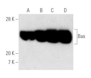 Bax Antibody (2D2) - Western Blotting - Image 121
