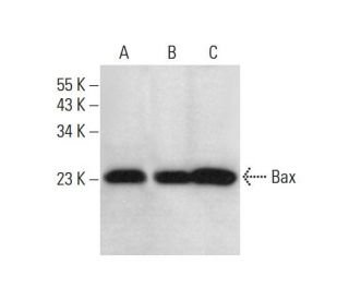 Bax Antibody (2D2) - Western Blotting - Image 348901