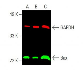 Anti-Bax Antibody (2D2) | SCBT - Santa Cruz Biotechnology