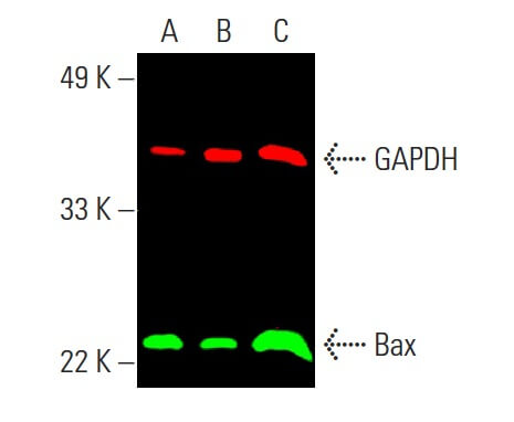 Anti-Bax Antibody (2D2) | SCBT - Santa Cruz Biotechnology