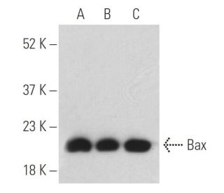 Anti-Bax Antibody (2D2) | SCBT - Santa Cruz Biotechnology